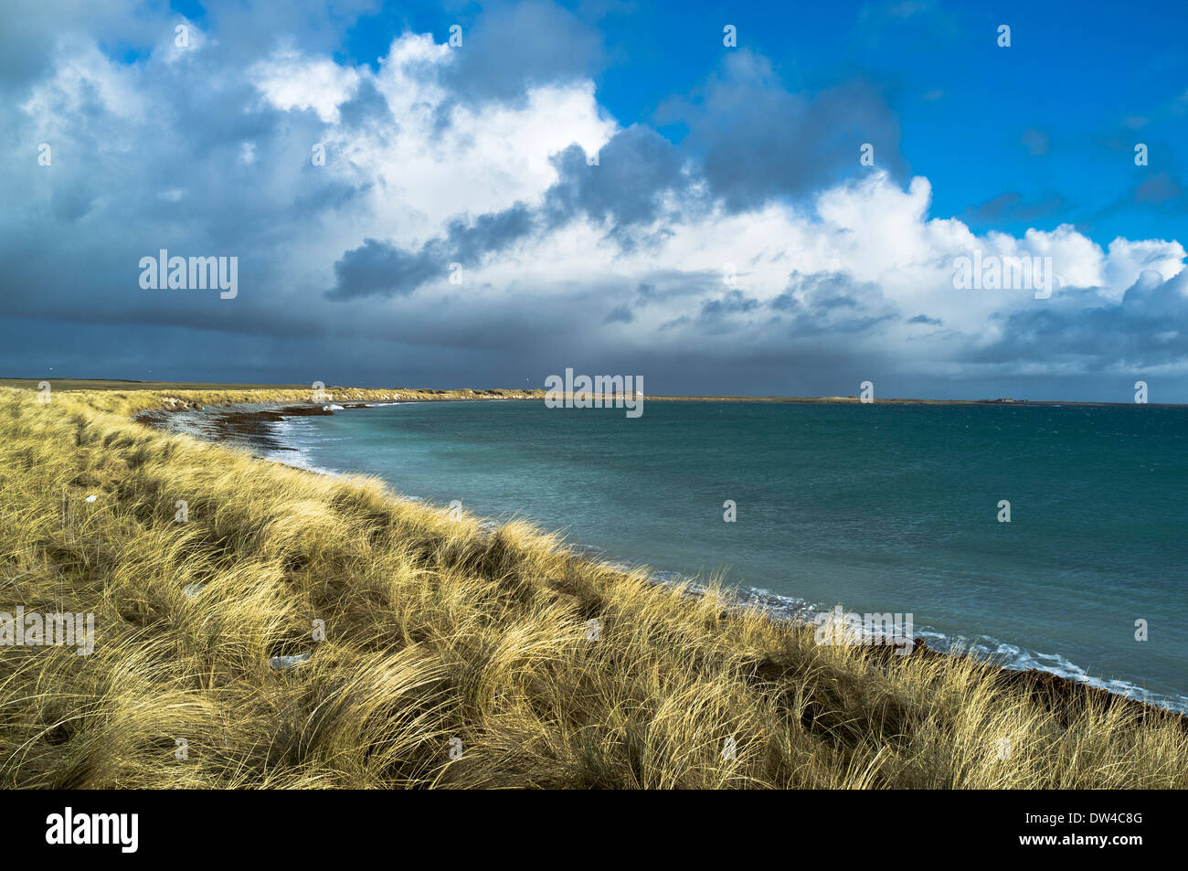 dh Elness SANDAY ORKNEY Marram grass sand dune coast sea bay Stock ...