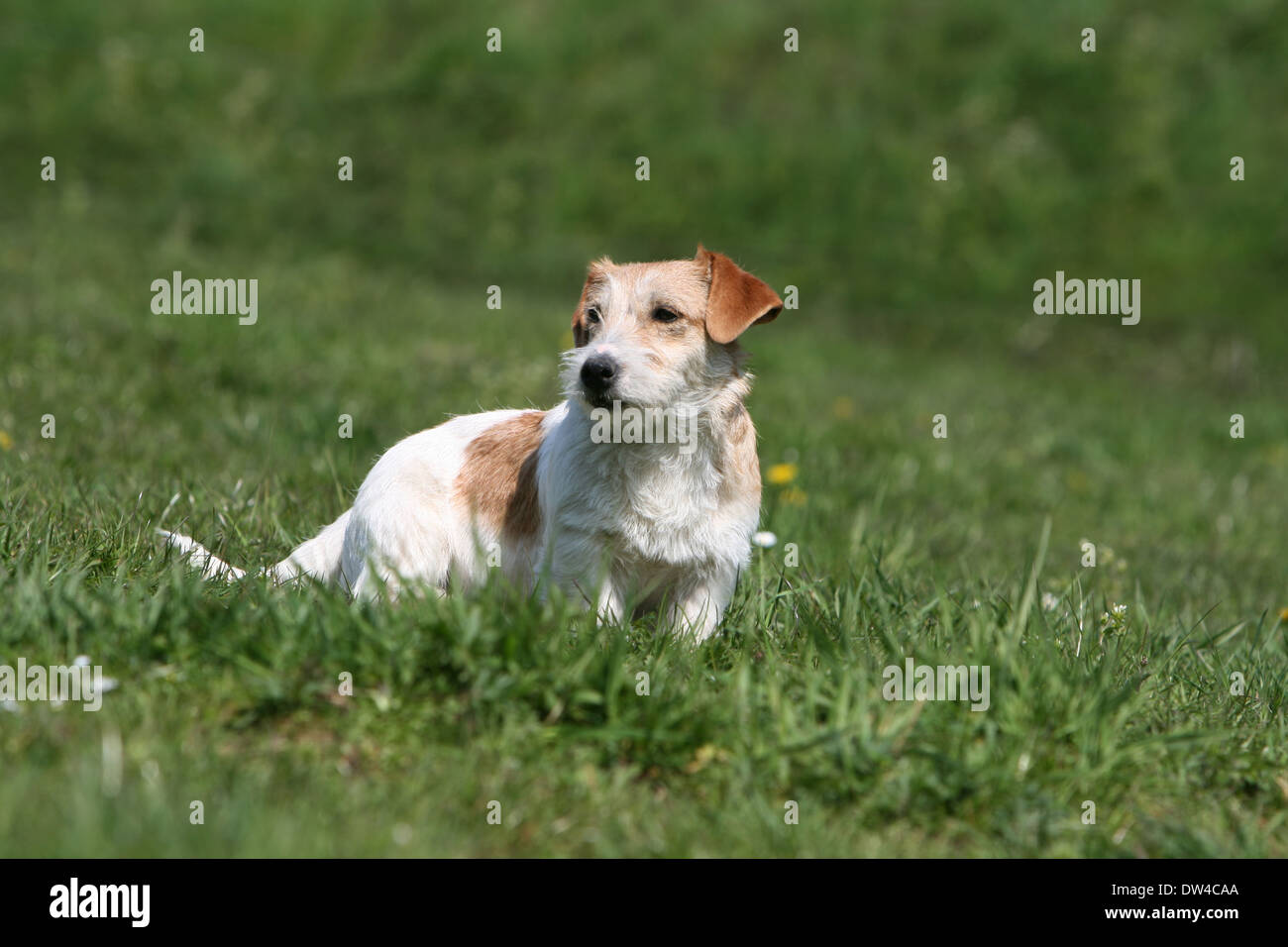 Dog Jack Russel Terrier / adult ( wire hair ) sitting in a meadow Stock ...