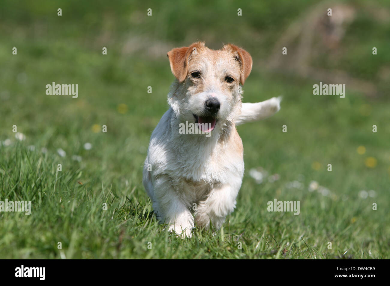 Dog Jack Russel Terrier / adult (wire hair) running in a meadow Stock ...