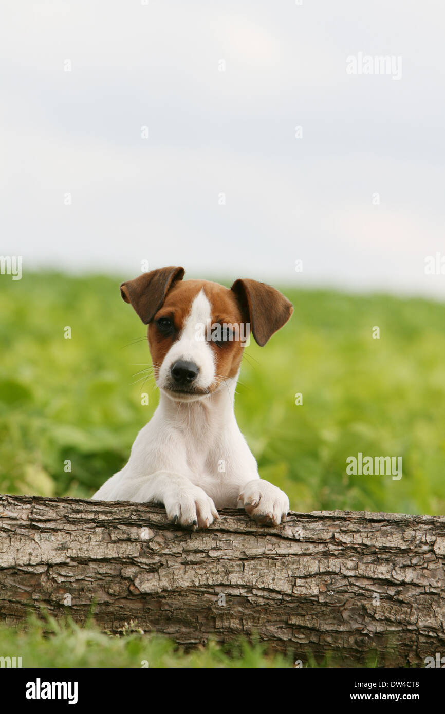 Dog Jack Russel Terrier / puppy lying on a tree stump Stock Photo - Alamy