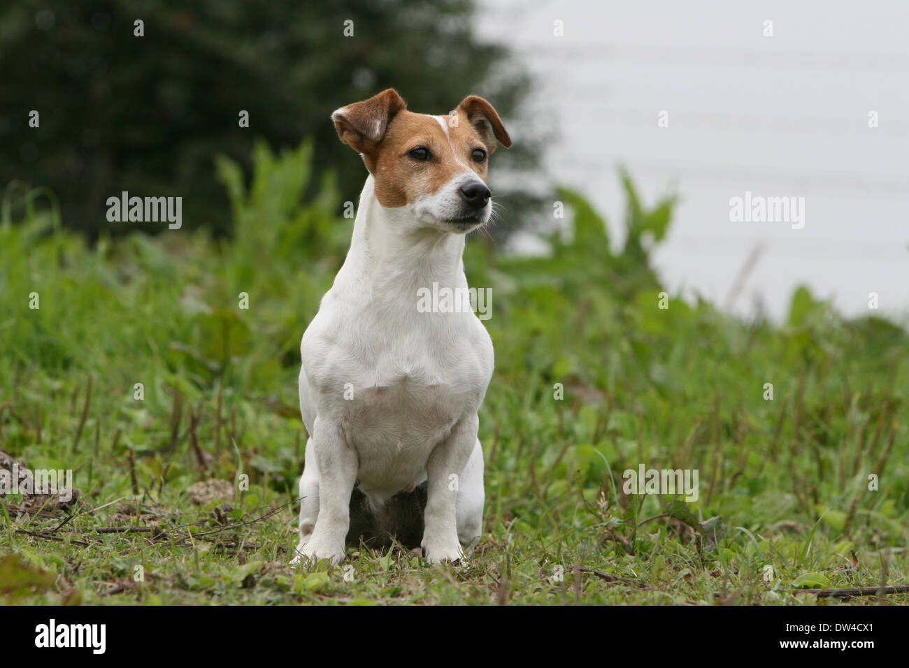 Dog Jack Russel Terrier / adult sitting in a meadow Stock Photo - Alamy