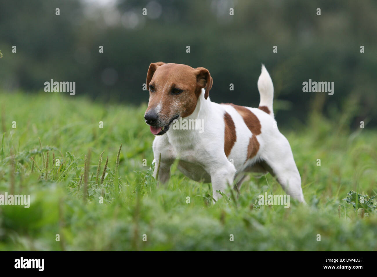 Dog Jack Russel Terrier / adult standing in a meadow Stock Photo - Alamy