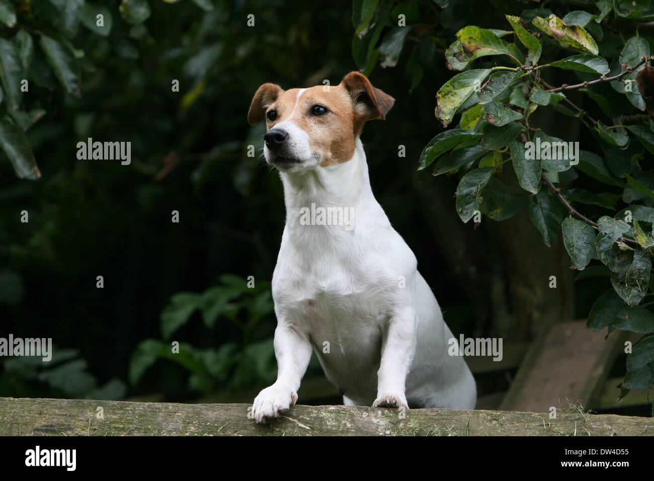Dog Jack Russel Terrier / adult standing in a meadow Stock Photo - Alamy