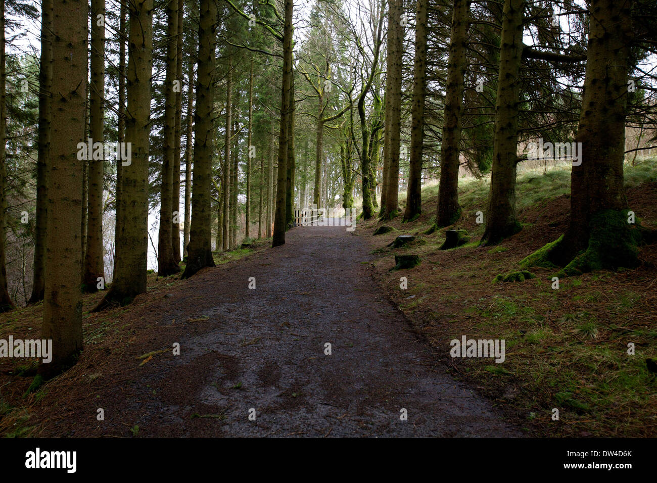 image of part of the Lakeside Way at Kielder Reservoir Stock Photo - Alamy