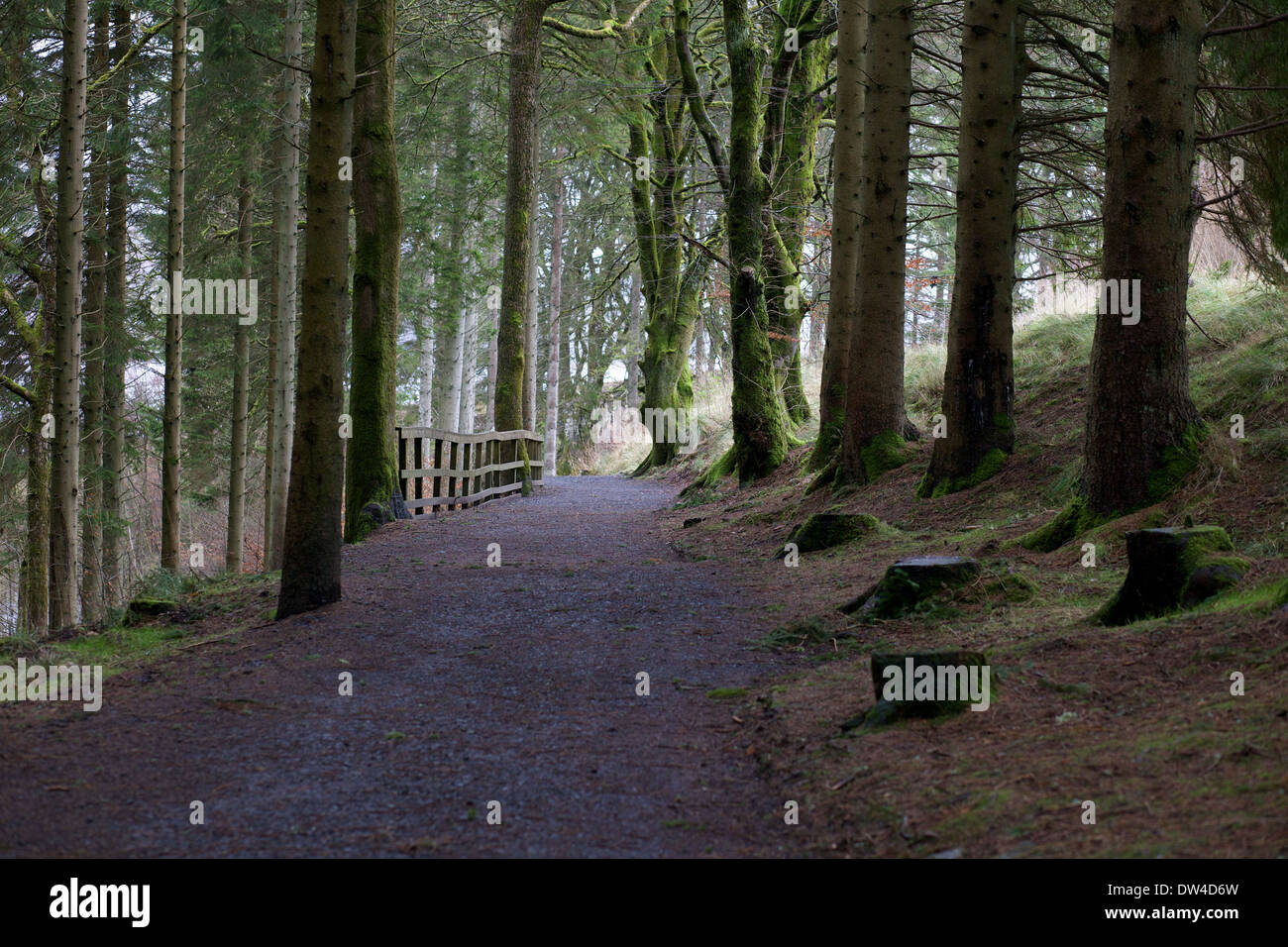 image of part of the Lakeside Way at Kielder Reservoir Stock Photo - Alamy