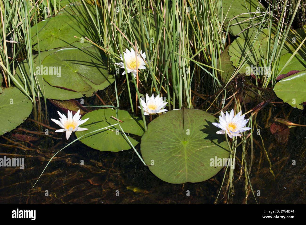 The flowers and small water lilies are a constant in the aquatic safari ...