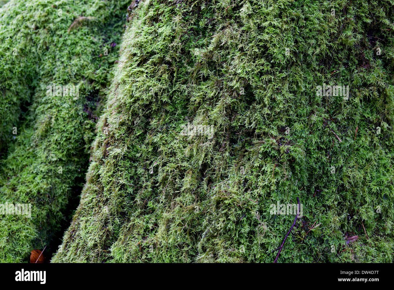 moss growing on a tree Stock Photo - Alamy
