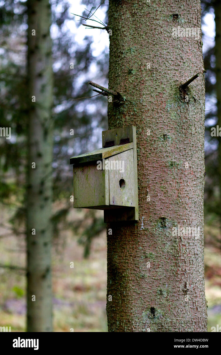 bird box attached to a tree Stock Photo - Alamy