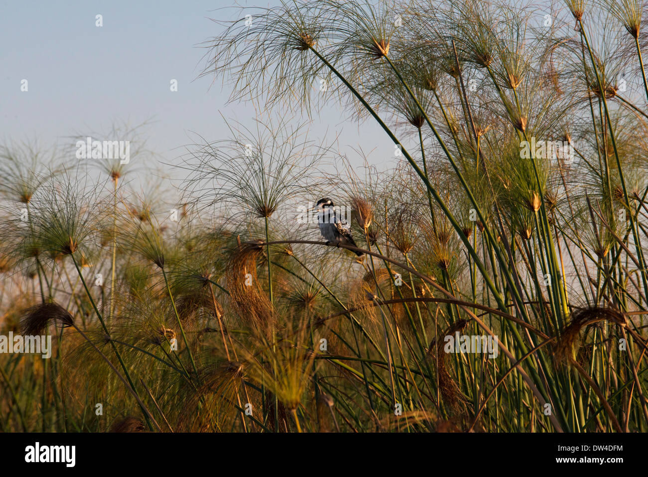 Among the reeds growing in the water you can see a huge variety of ...