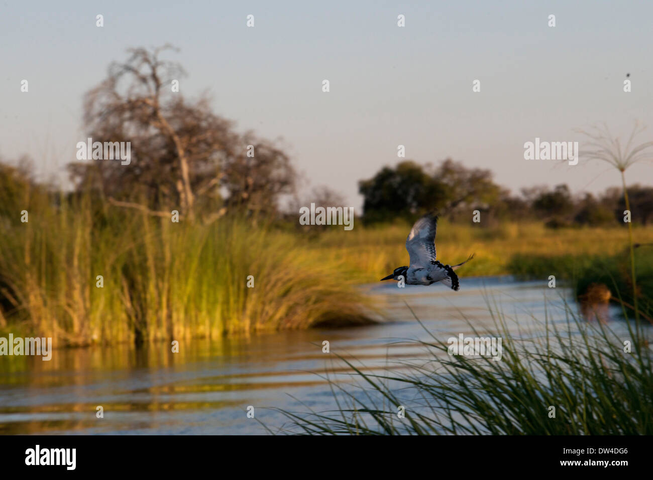Among the reeds growing in the water you can see a huge variety of ...
