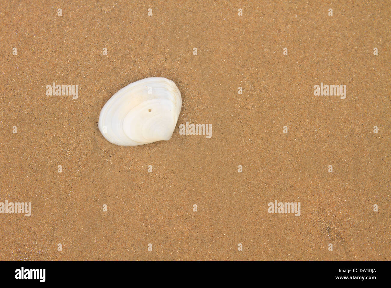 sea shells with sand as background Stock Photo - Alamy