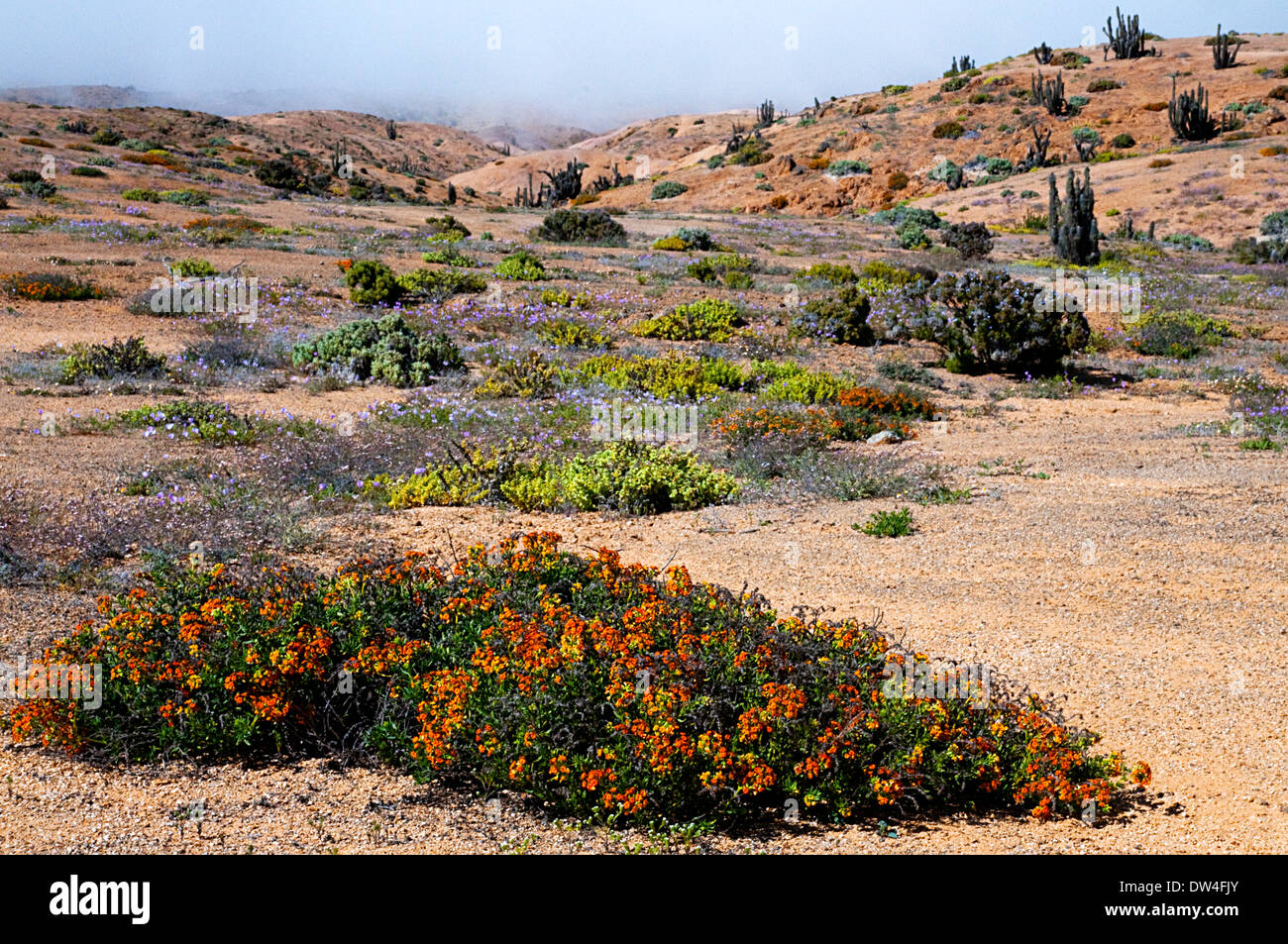 Desierto florido hi-res stock photography and images - Alamy