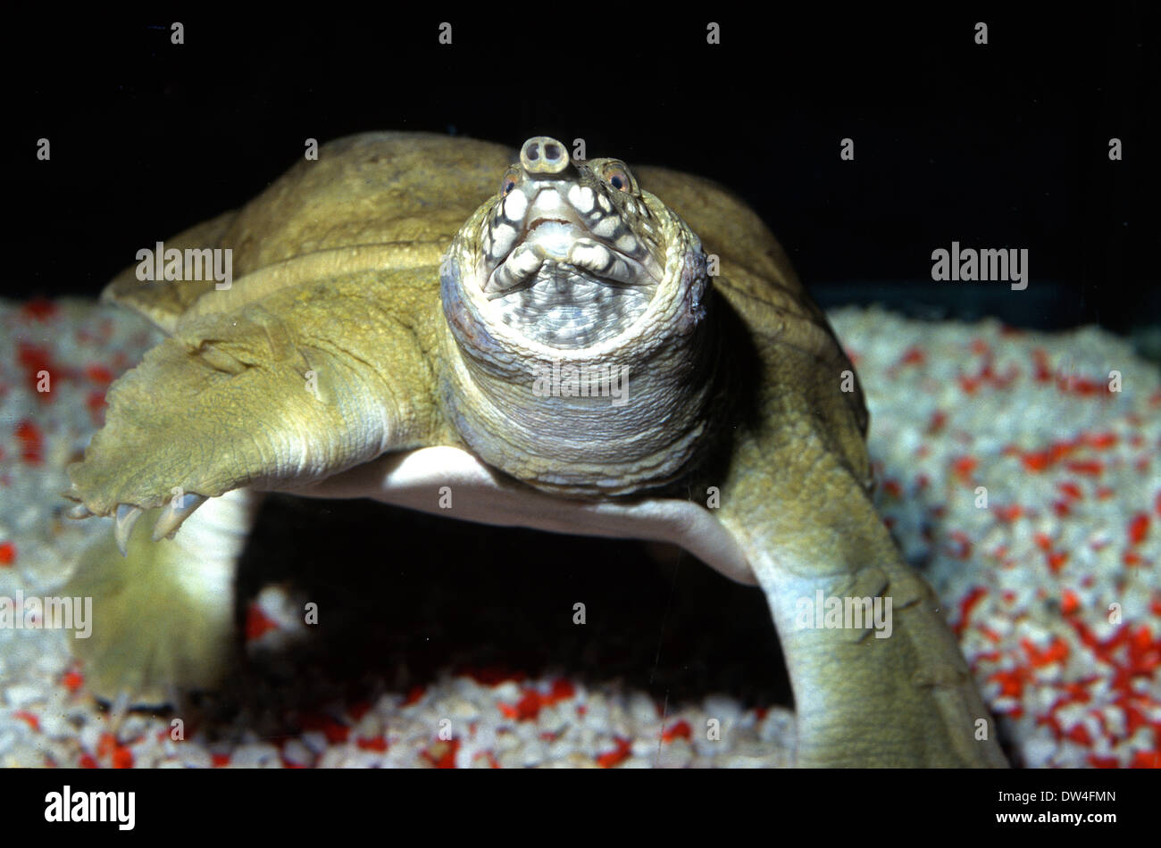 Chinese softshell turtle Pelodiscus sinensis, Trionychidae, Asia Stock ...