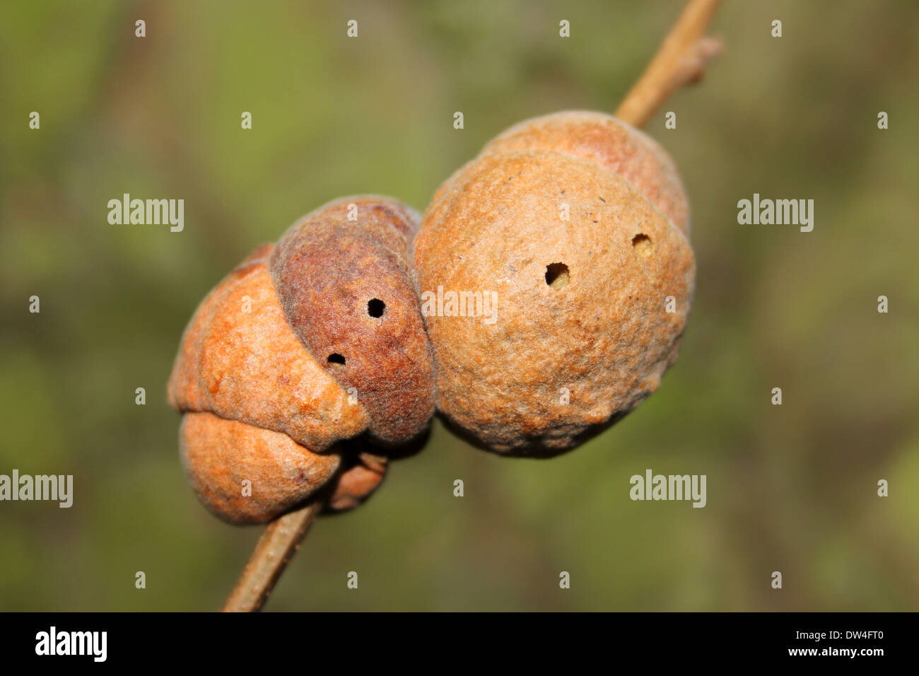 Galls on Turkey Oak Quercus cerris Caused By The Cynipid Gall Wasp ...