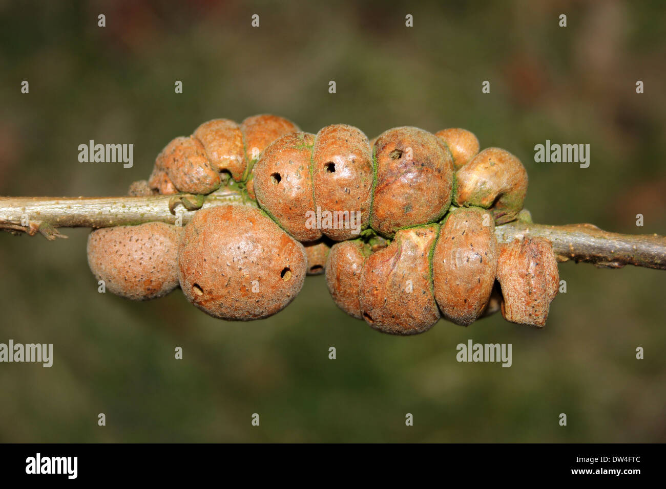Galls on Turkey Oak Quercus cerris Caused By The Cynipid Gall Wasp ...