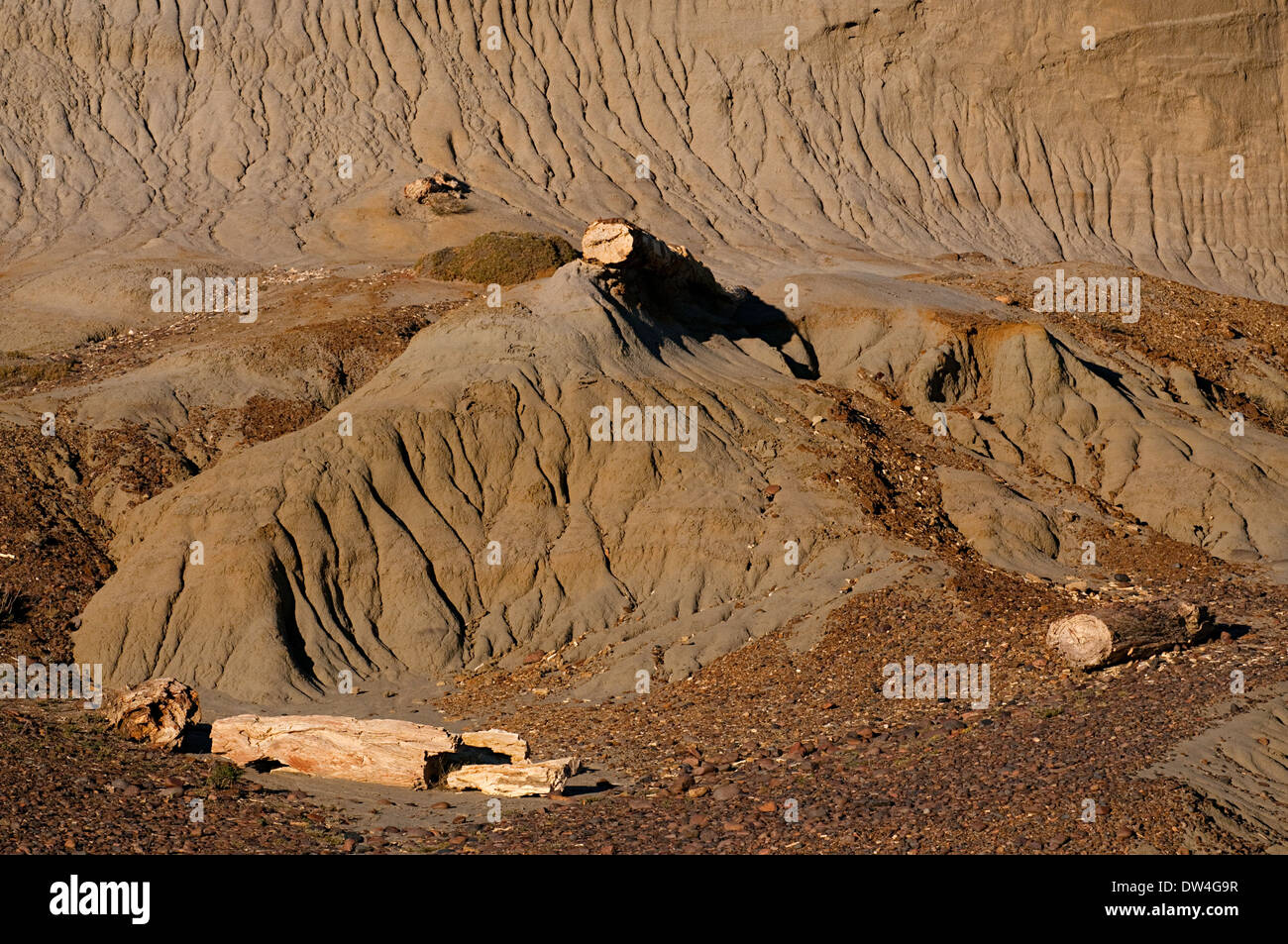 Bosque de araucaria hi-res stock photography and images - Alamy