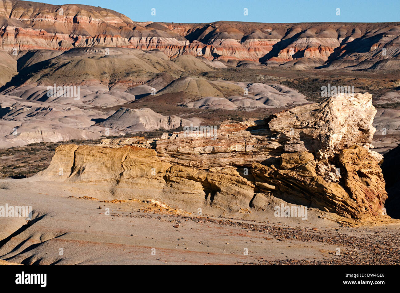 Bosque de araucaria hi-res stock photography and images - Alamy