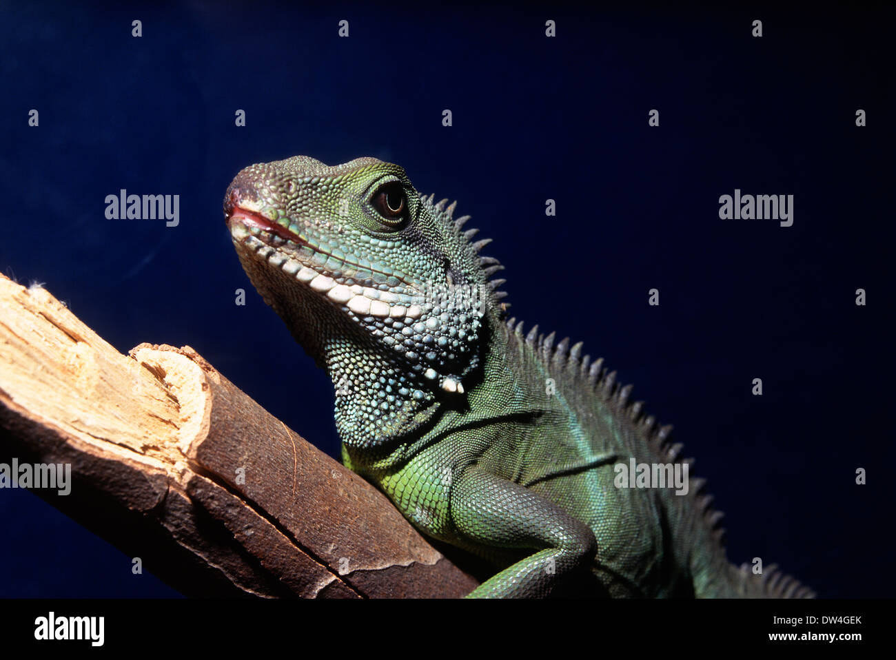 Chinese Water Dragon (Physignathus cocincinus), Agamidae, Asia Stock ...