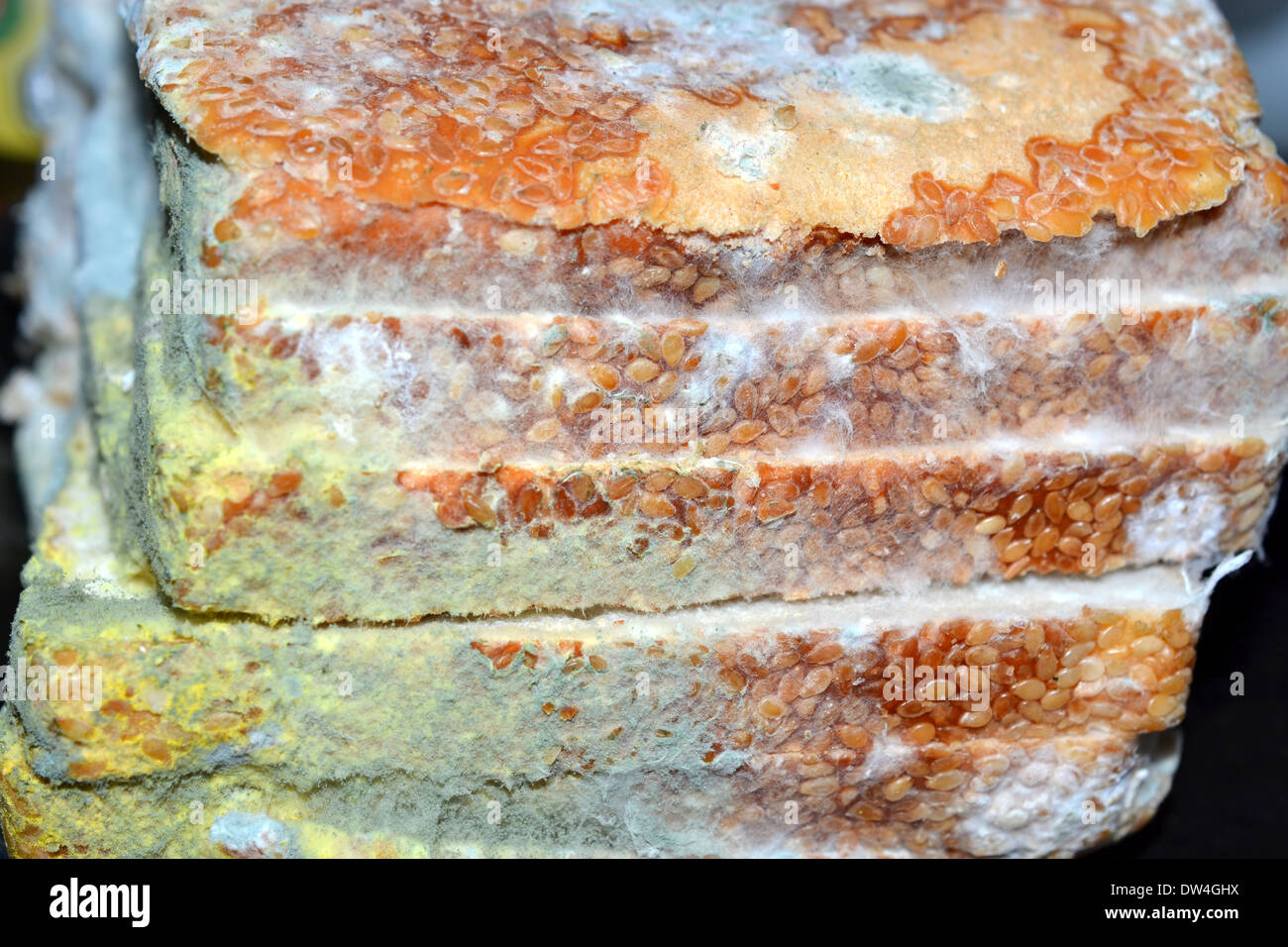 Moldy poisonous hi-res stock photography and images - Alamy