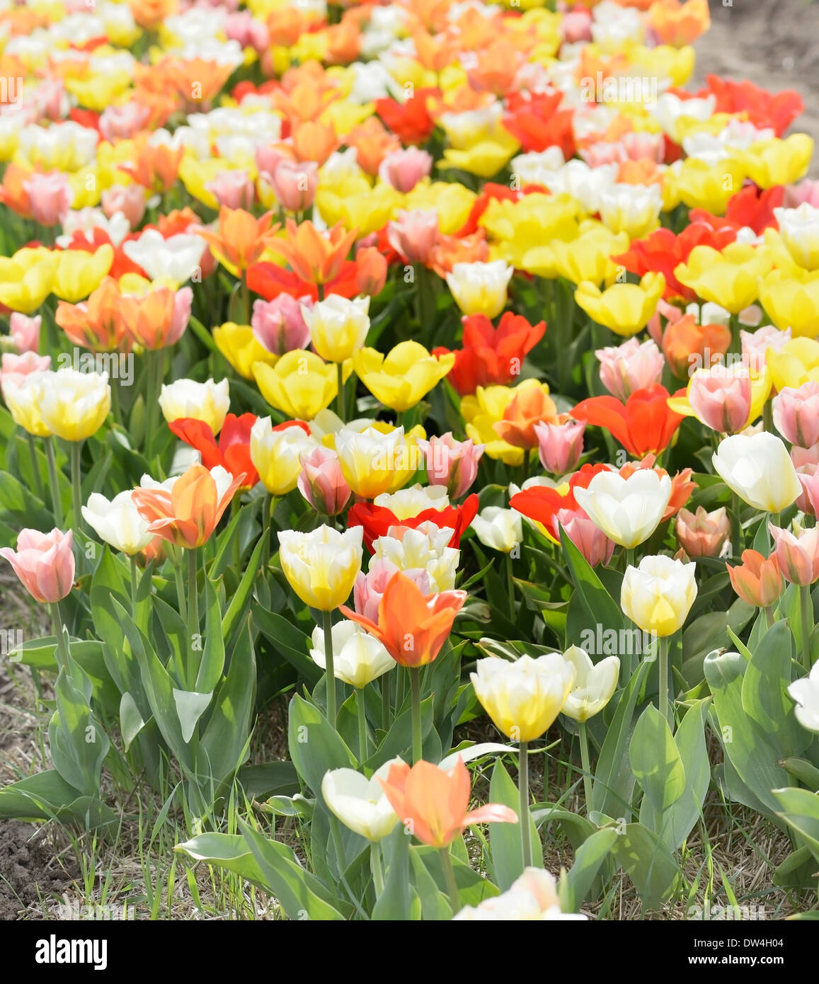 Colorful tulips on a field hi-res stock photography and images - Alamy