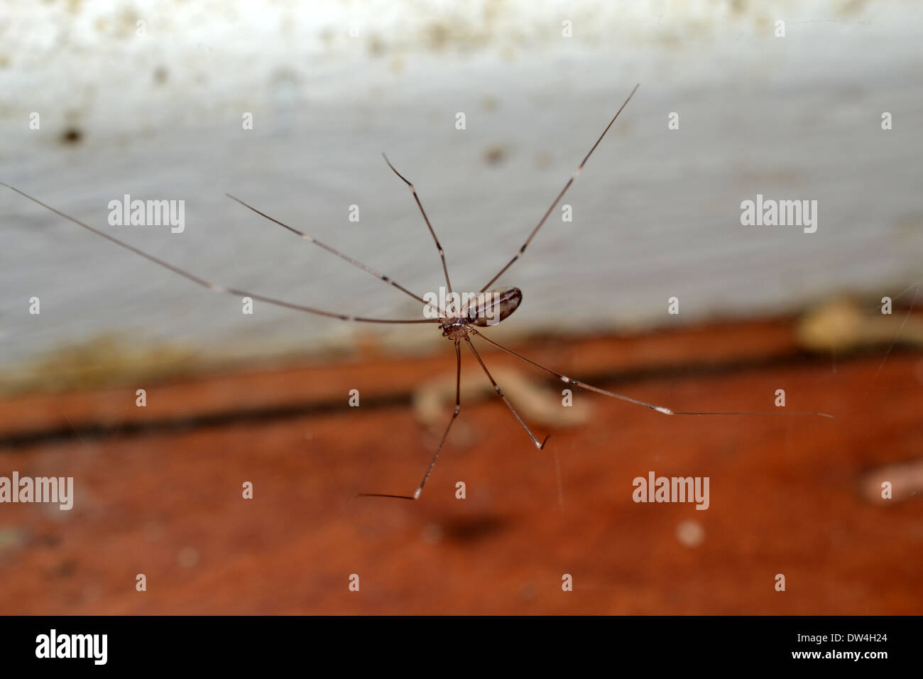 Pholcidae, commonly known as cellar spider or daddy long-legs spider ...