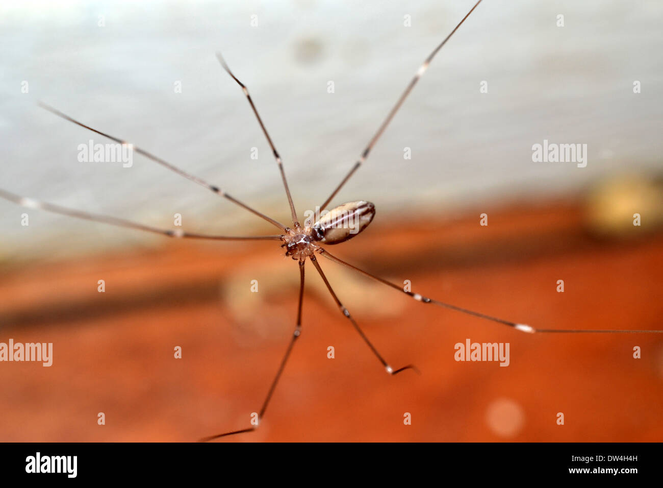 Pholcidae, commonly known as cellar spider or daddy long-legs spider ...