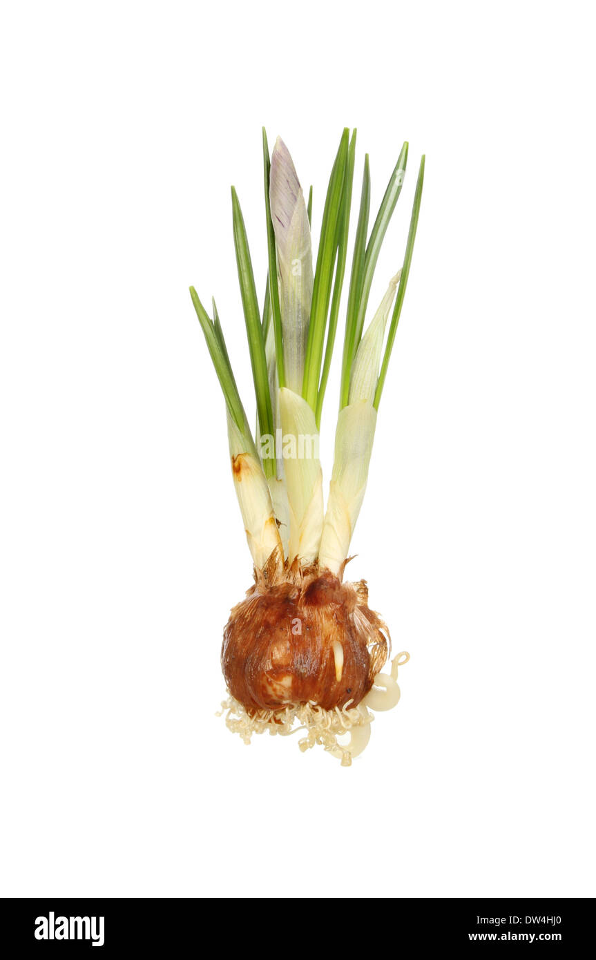 New growth of roots hi-res stock photography and images - Alamy