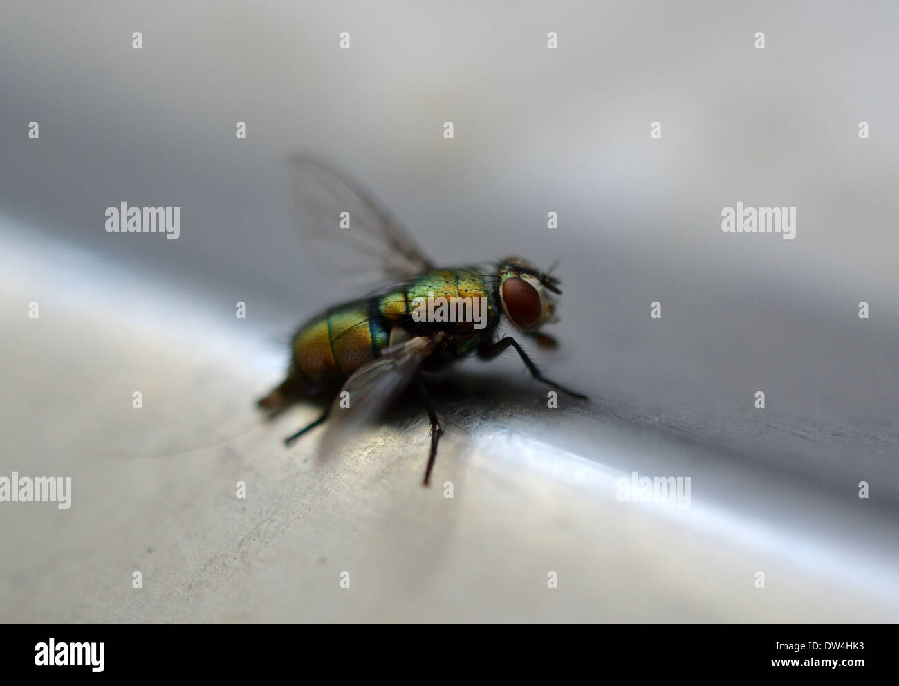Squashed insect hi-res stock photography and images - Alamy
