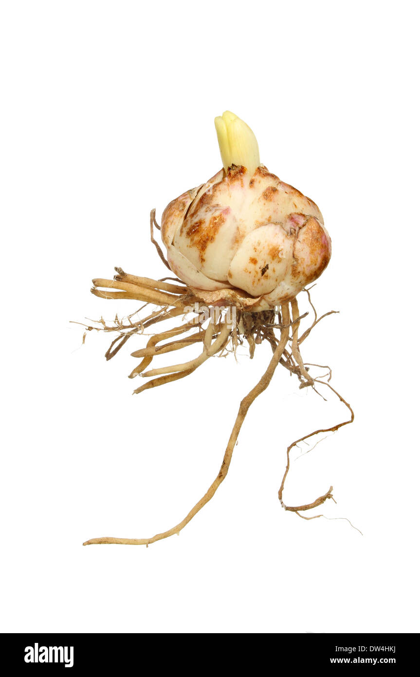 Lily root hi-res stock photography and images - Alamy