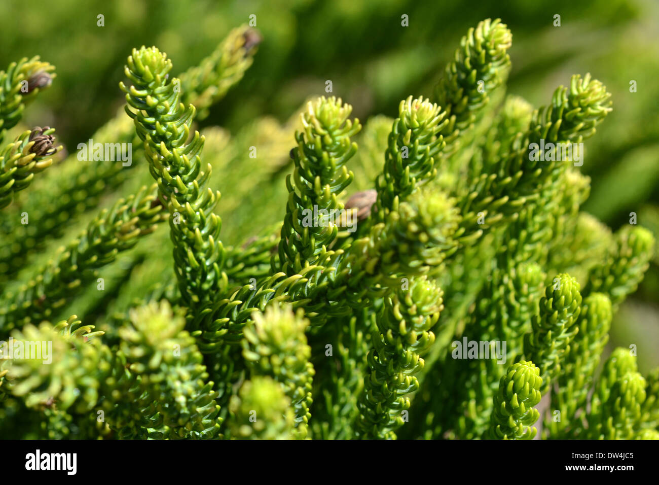 Norfolk Island Pine shoots Stock Photo - Alamy