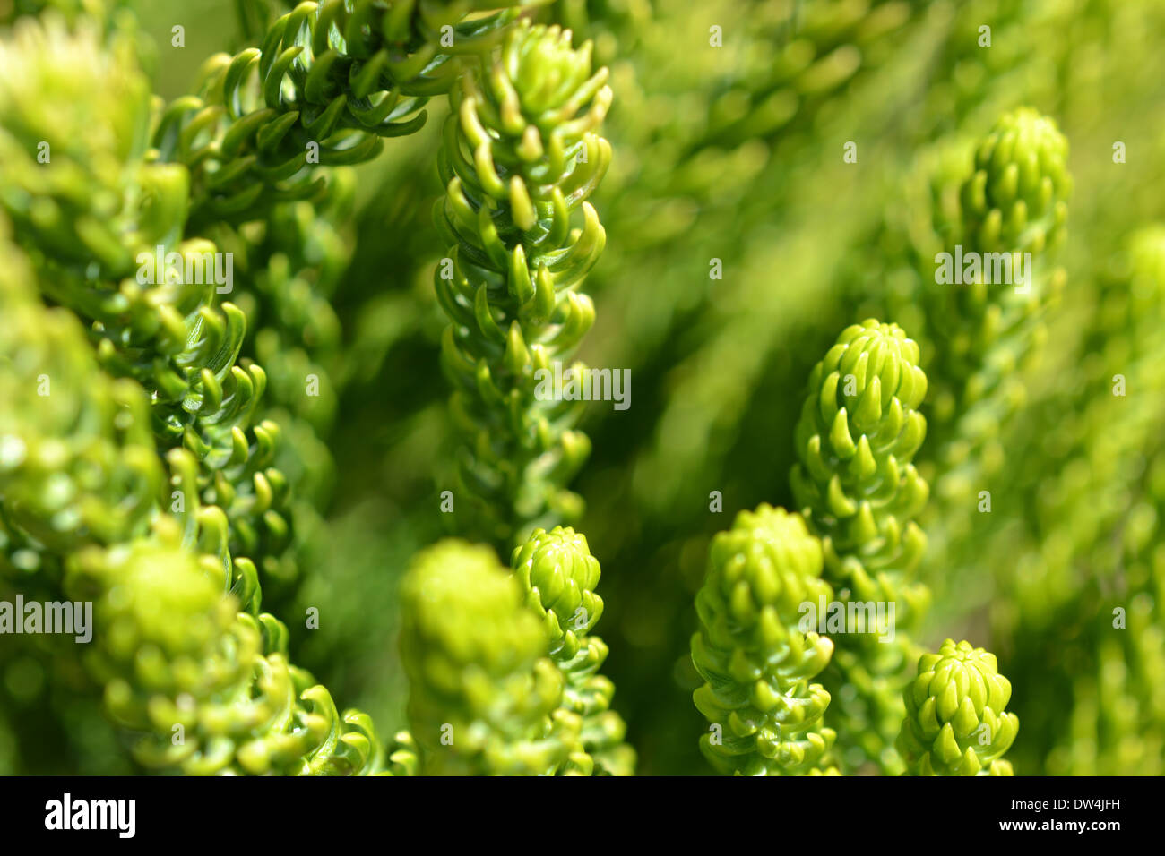 Norfolk Island Pine shoots Stock Photo - Alamy