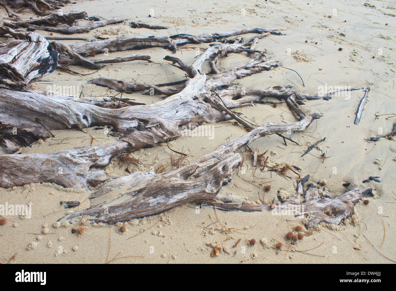 Large tree root hi-res stock photography and images - Alamy