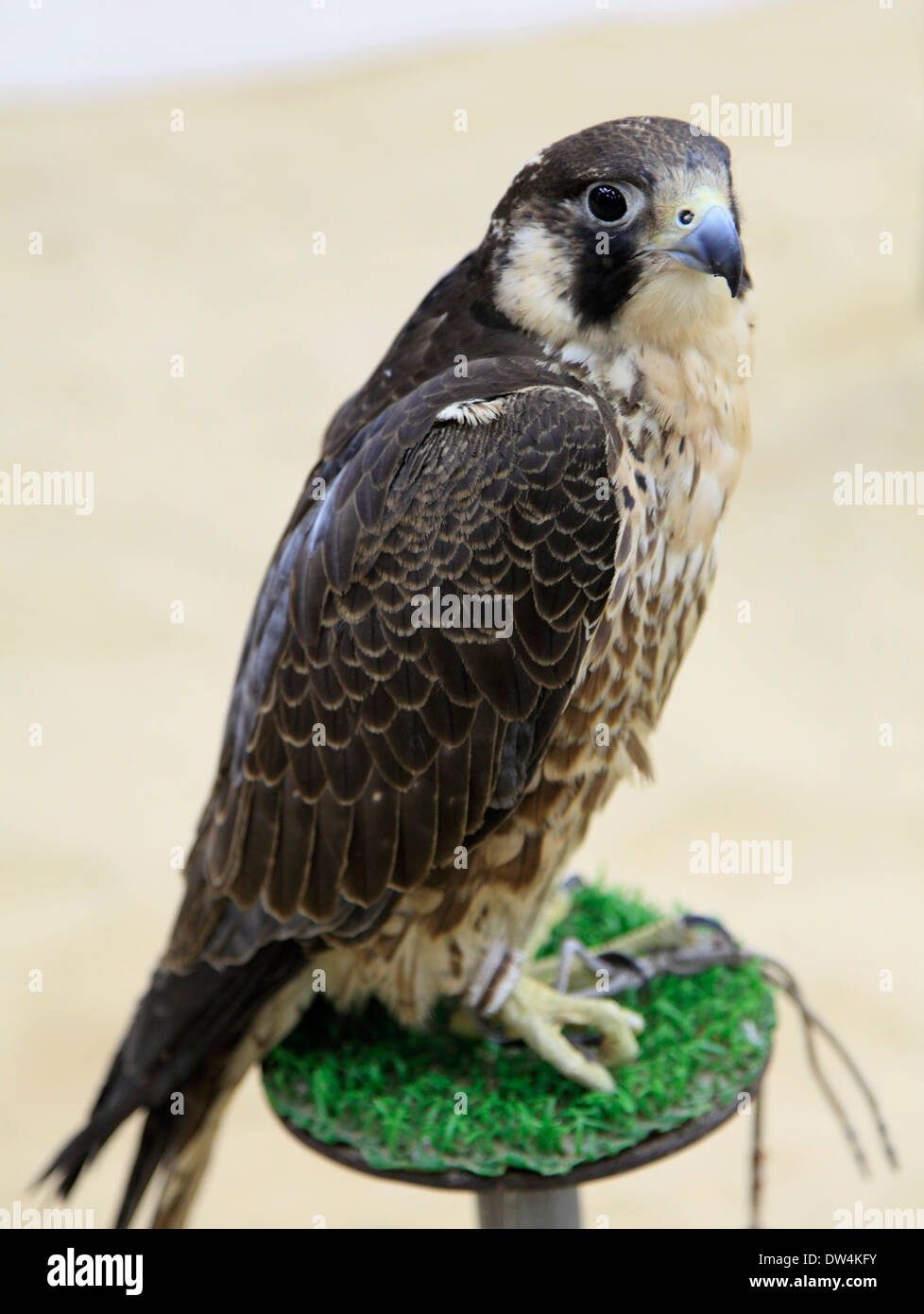 Qatar, Doha, Souq Waqif, falcon souq, falcon Stock Photo - Alamy