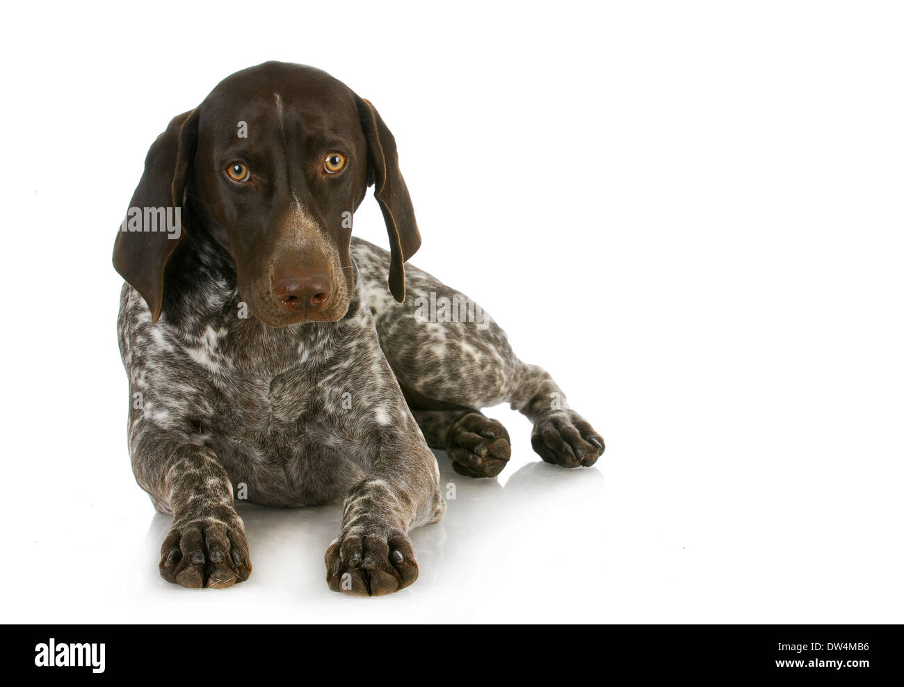 German shorthaired pointer laying down hi-res stock photography and ...