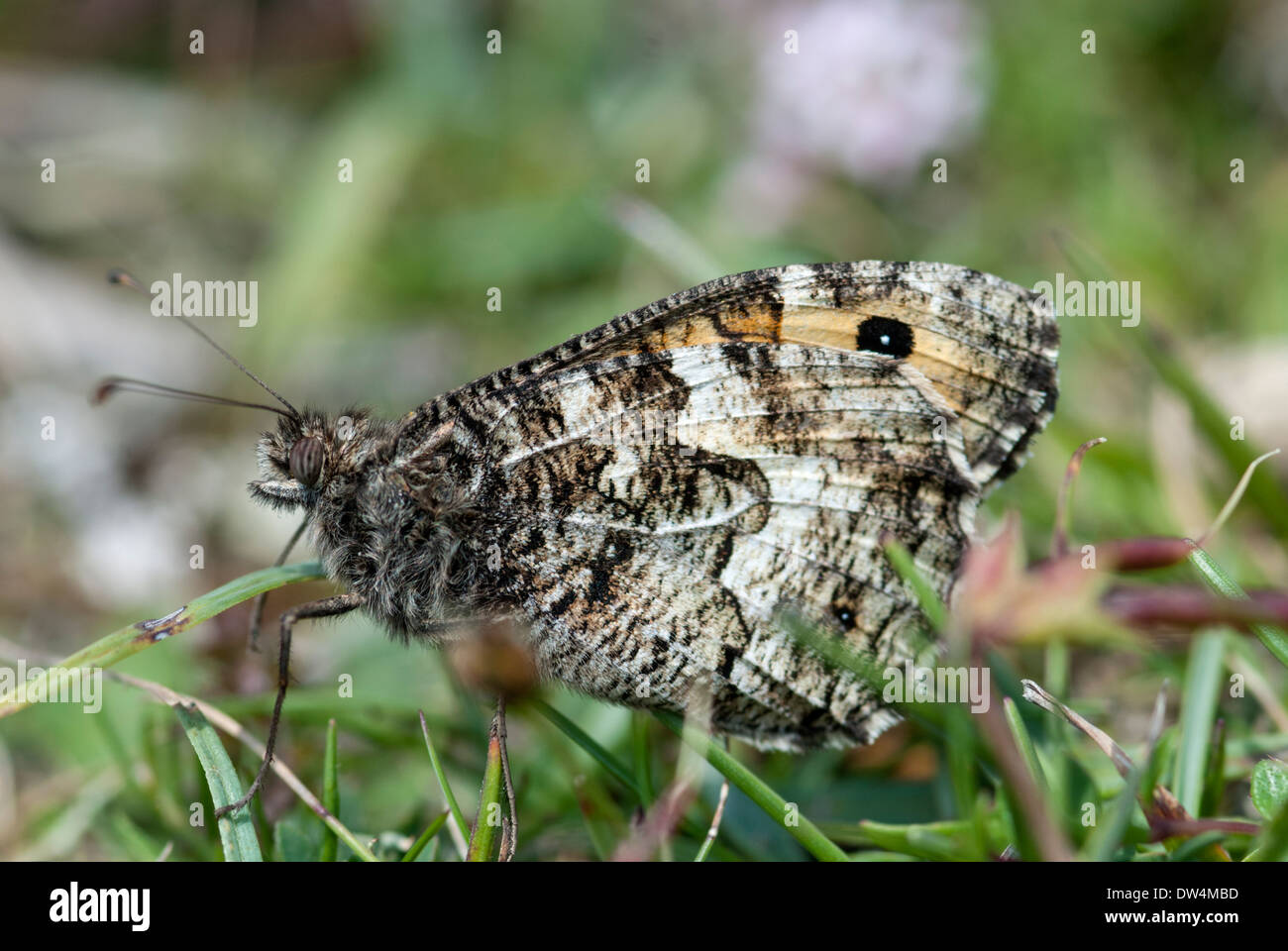 Grayling butterfly, Hipparchia semele Stock Photo - Alamy