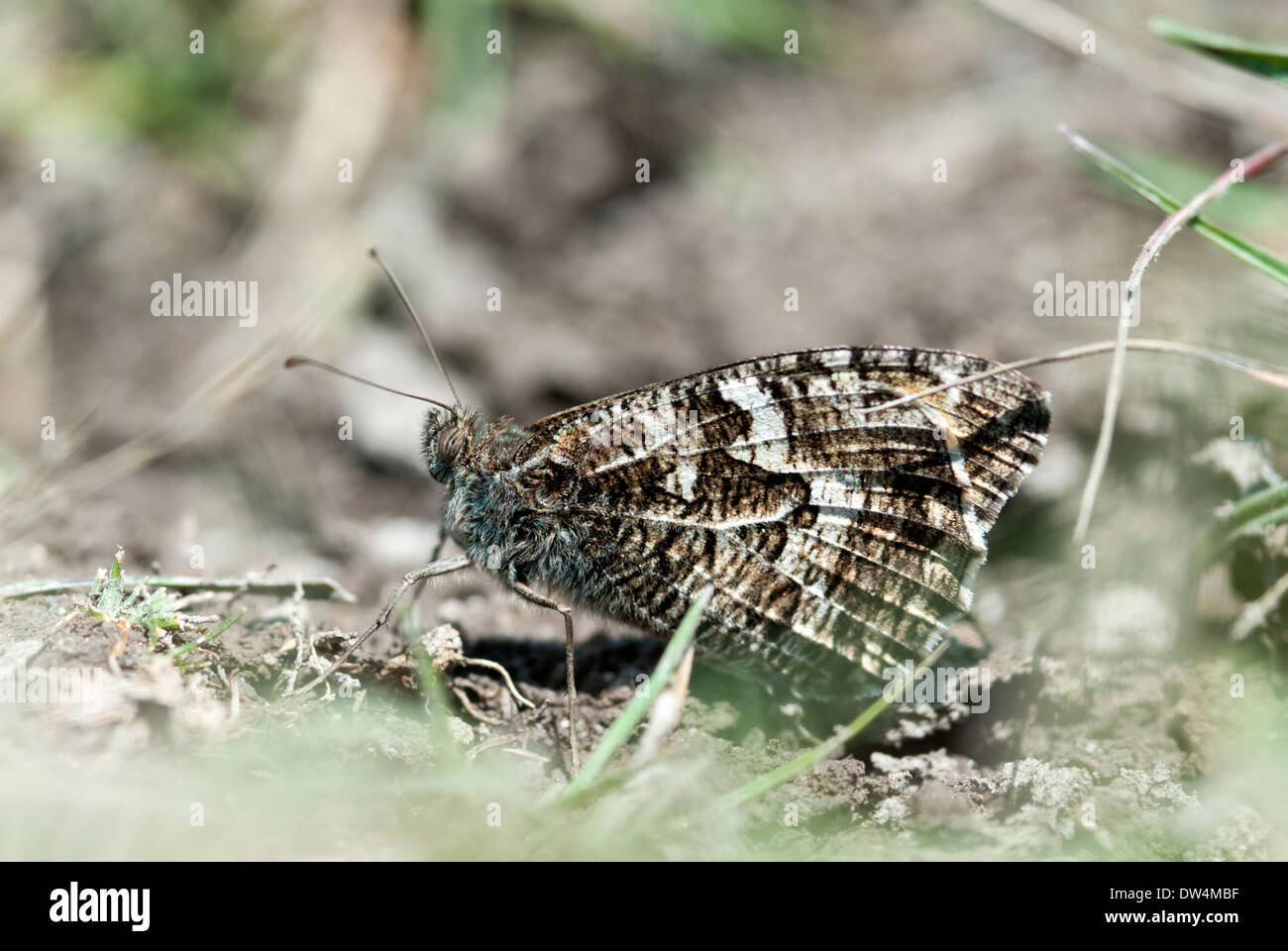 Grayling butterfly, Hipparchia semele Stock Photo - Alamy