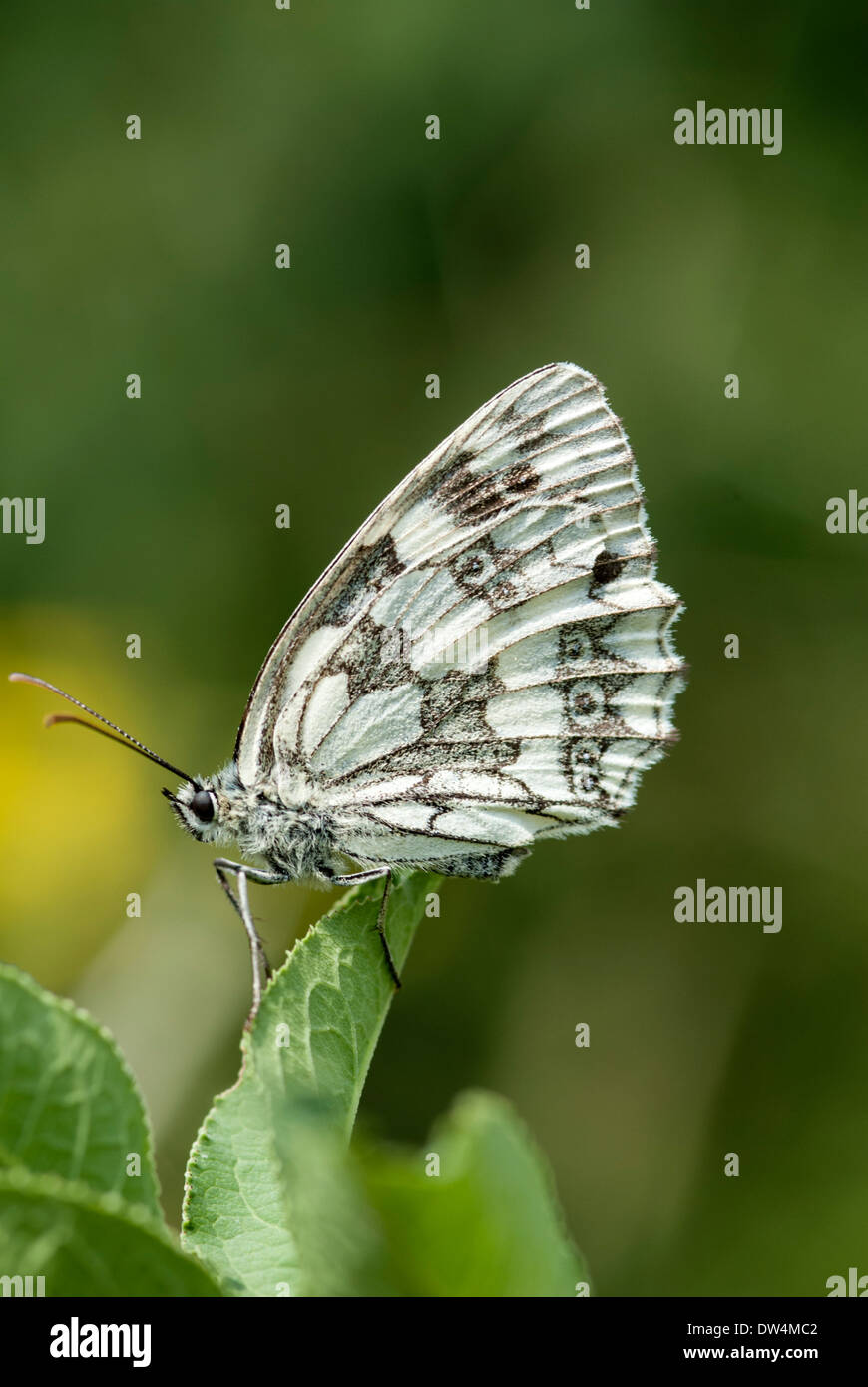 Marbled white butterfly, Melanargia galathea Stock Photo - Alamy