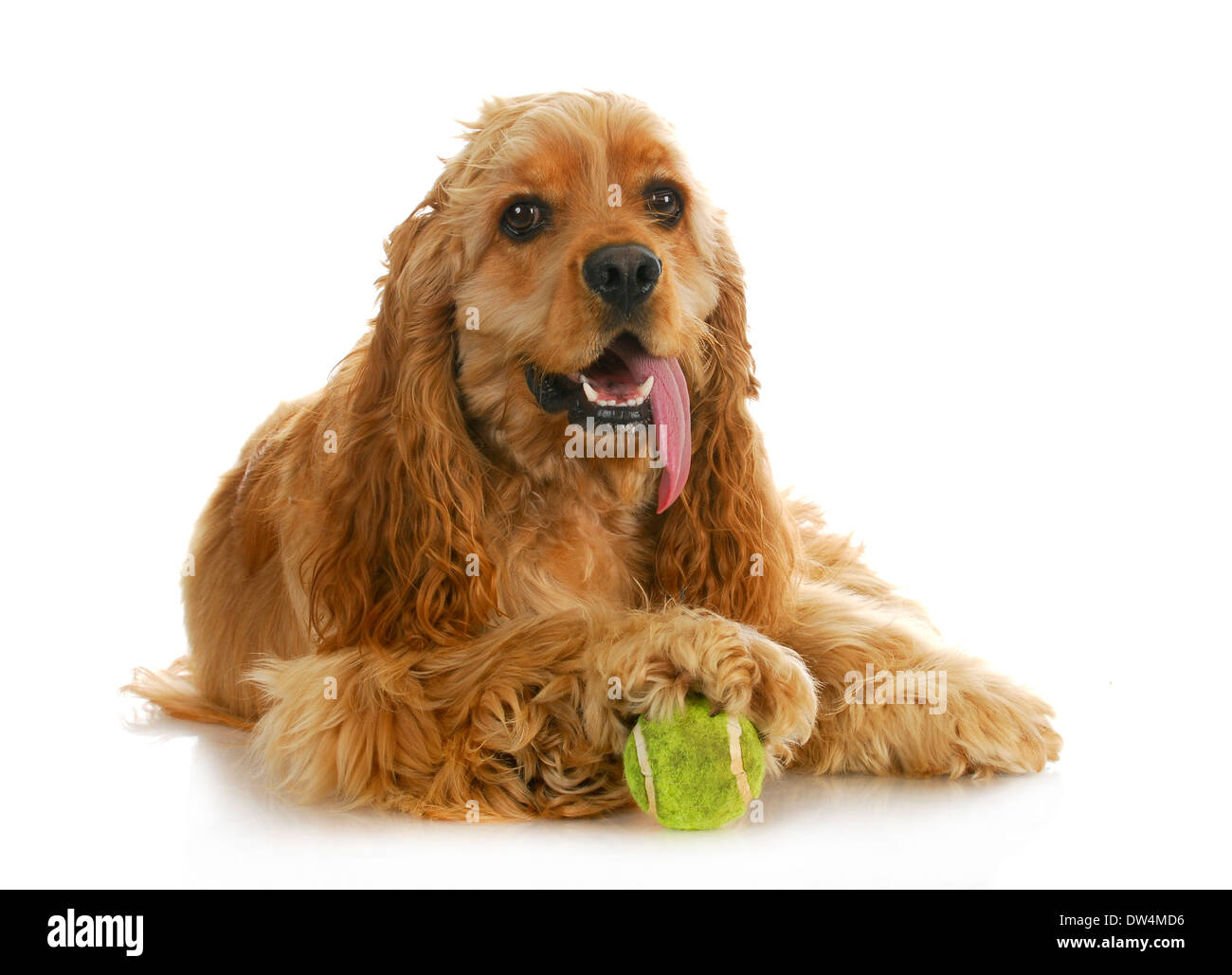 dog playing ball - american cocker spaniel with paw on a tennis ball ...