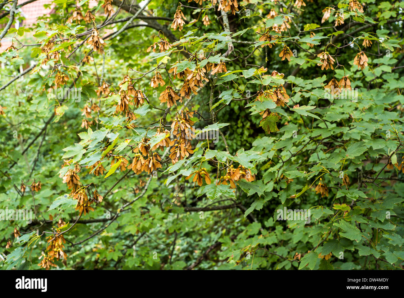 Sycamore keys hi-res stock photography and images - Alamy