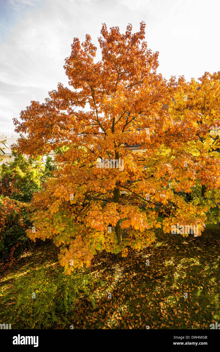 Northern red oak tree with autumn foliage, Alsace, France, Europe Stock ...