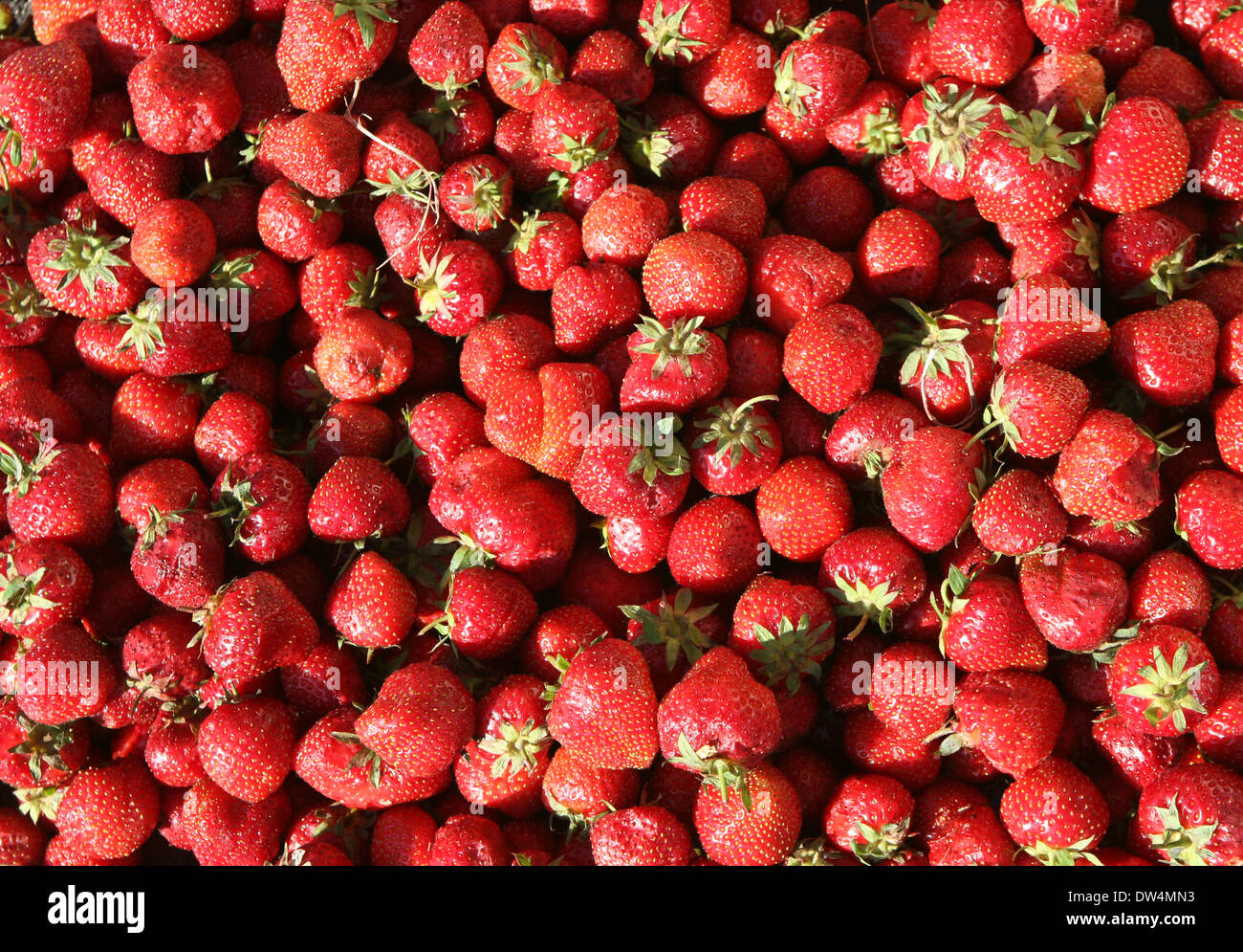 pile of Strawberries Stock Photo - Alamy