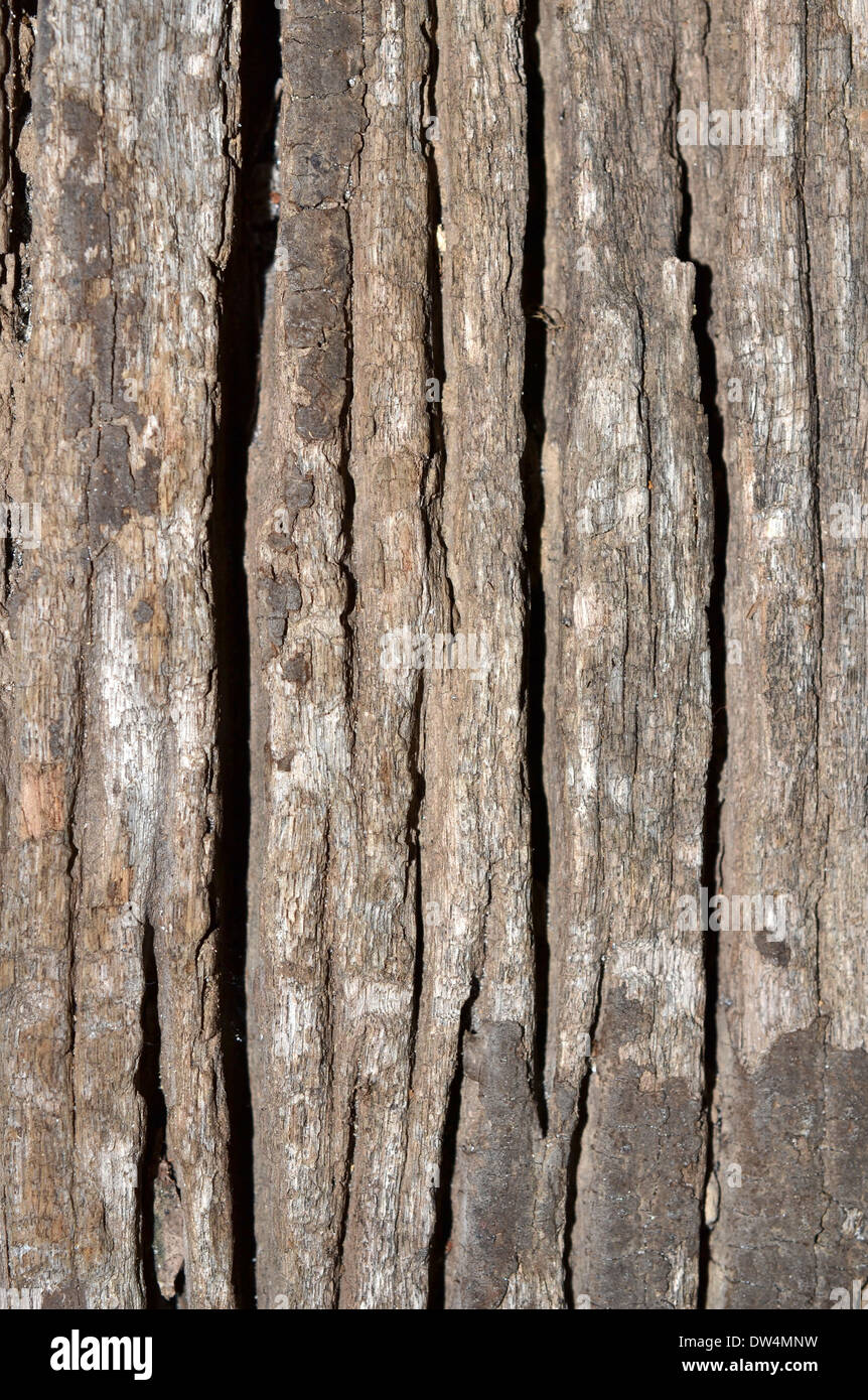 closeup of driftwood textures Stock Photo - Alamy