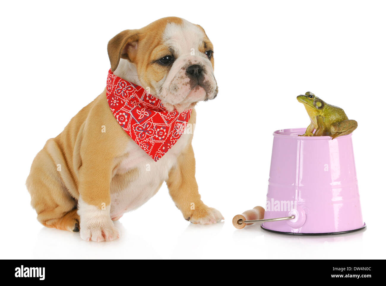 cute puppy with bullfrog - english bulldog looking at bullfrog sitting ...