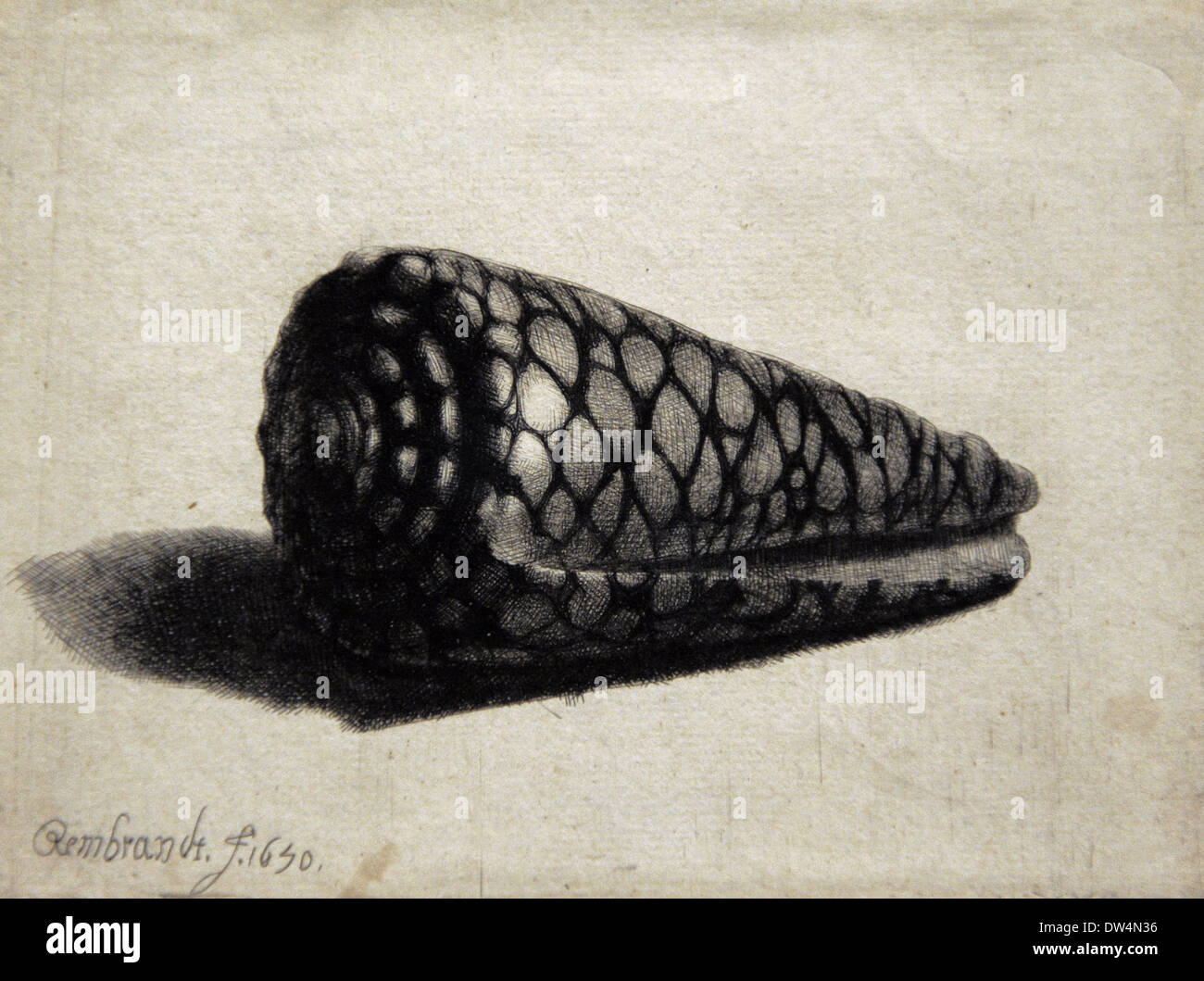 Rembrandt shell hi-res stock photography and images - Alamy
