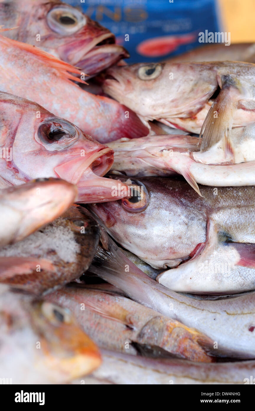 Fresh Fish Stock Photo - Alamy