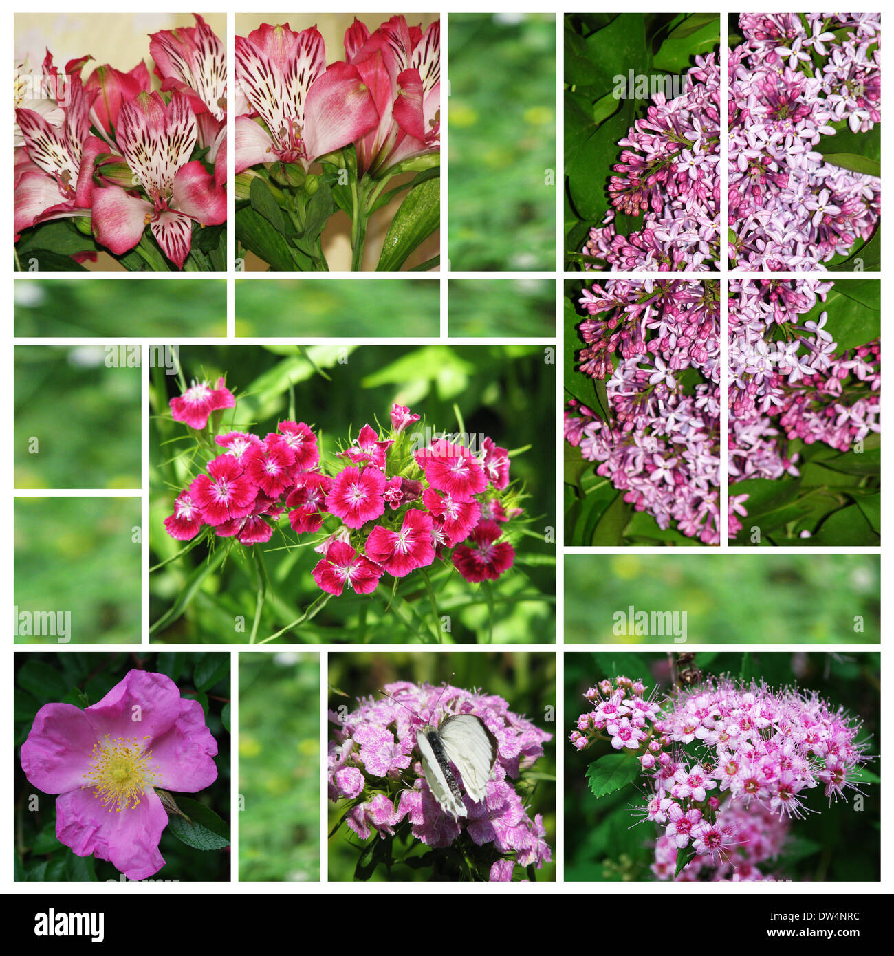 Collage of flower photos Stock Photo - Alamy