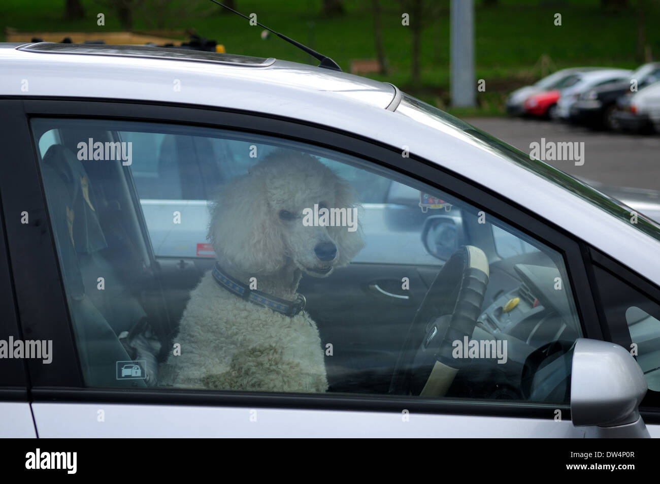 Funny poodle hi-res stock photography and images - Alamy