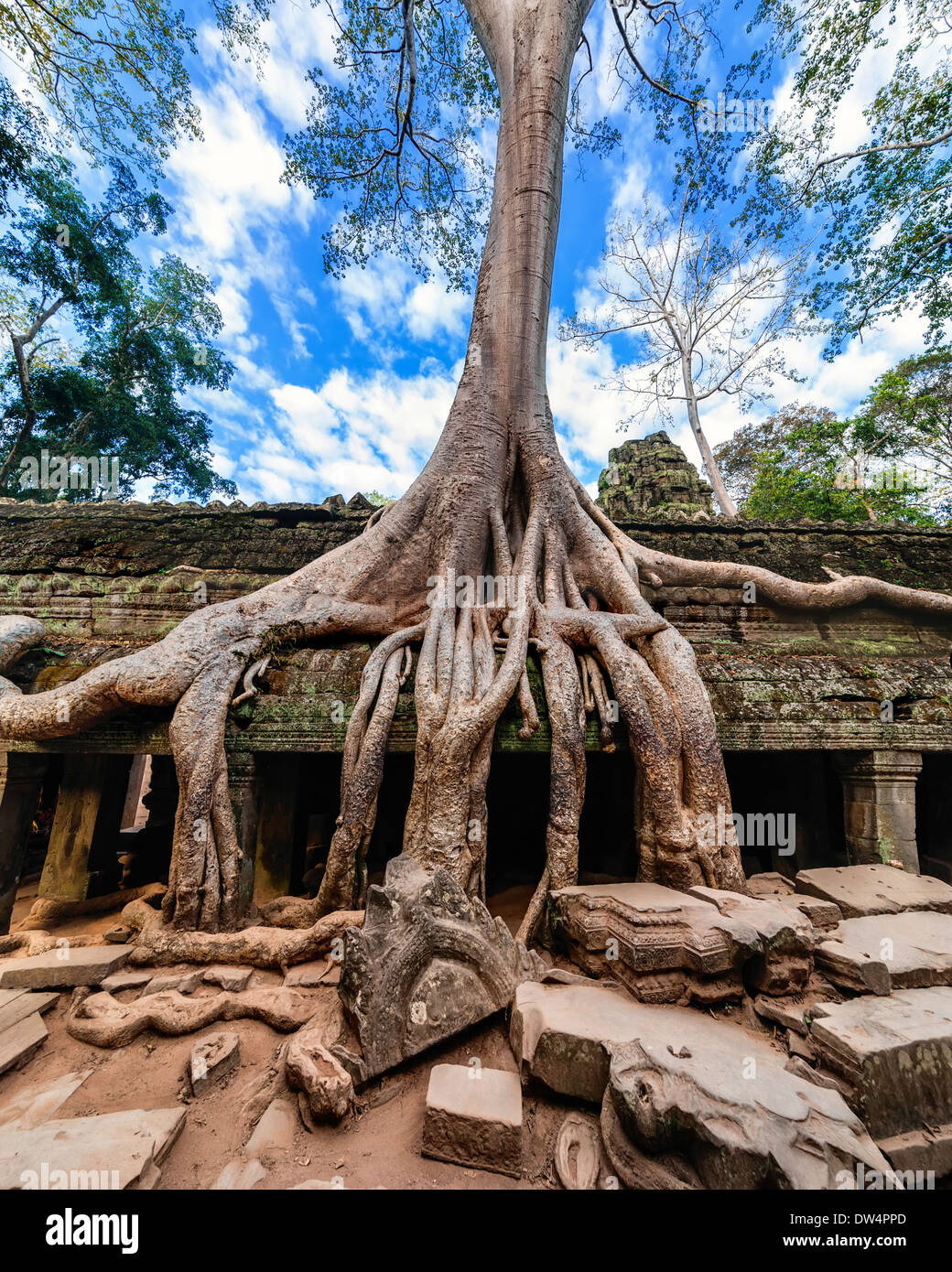 Ancient Khmer architecture. Ta Prohm temple with giant banyan tree at ...