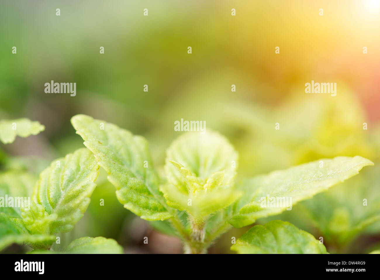 Green leaves under sunlight Stock Photo - Alamy