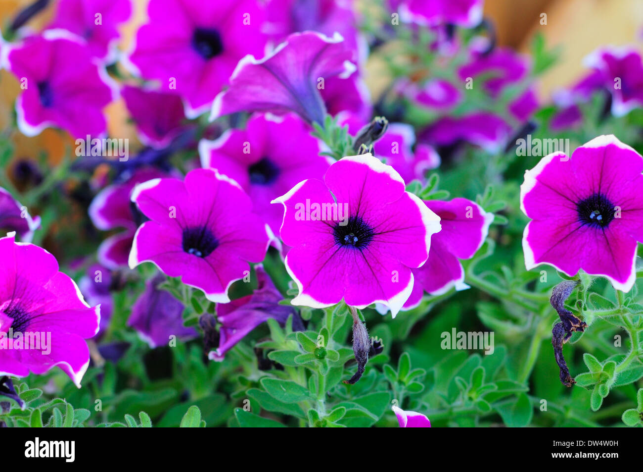 Petunia petunia multiflora hi-res stock photography and images - Alamy